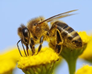 Zoofobia: Miedo a los animales【Tratamiento fobia】